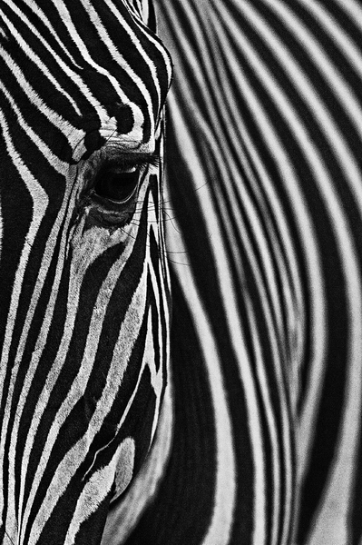 Calcutta School of Contemporary Photography